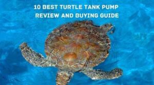 10 Best Turtle Tank Pumps Review and Buying Guide For 2023